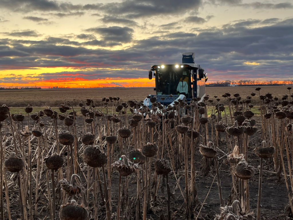 Growth and Impact from Sunflower Seed Research | ALMACO